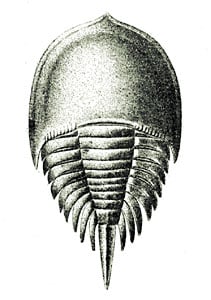Late Silurian Fossils From Ny & Ont - Member Collections - The Fossil Forum