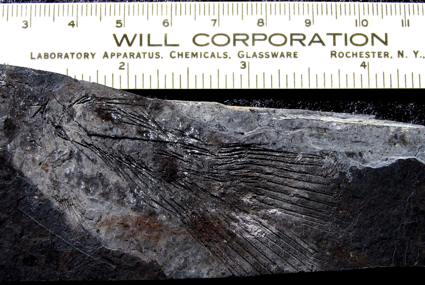 Pennsylvanian Vertebrates From A 150 Year Old Site - Member Collections ...