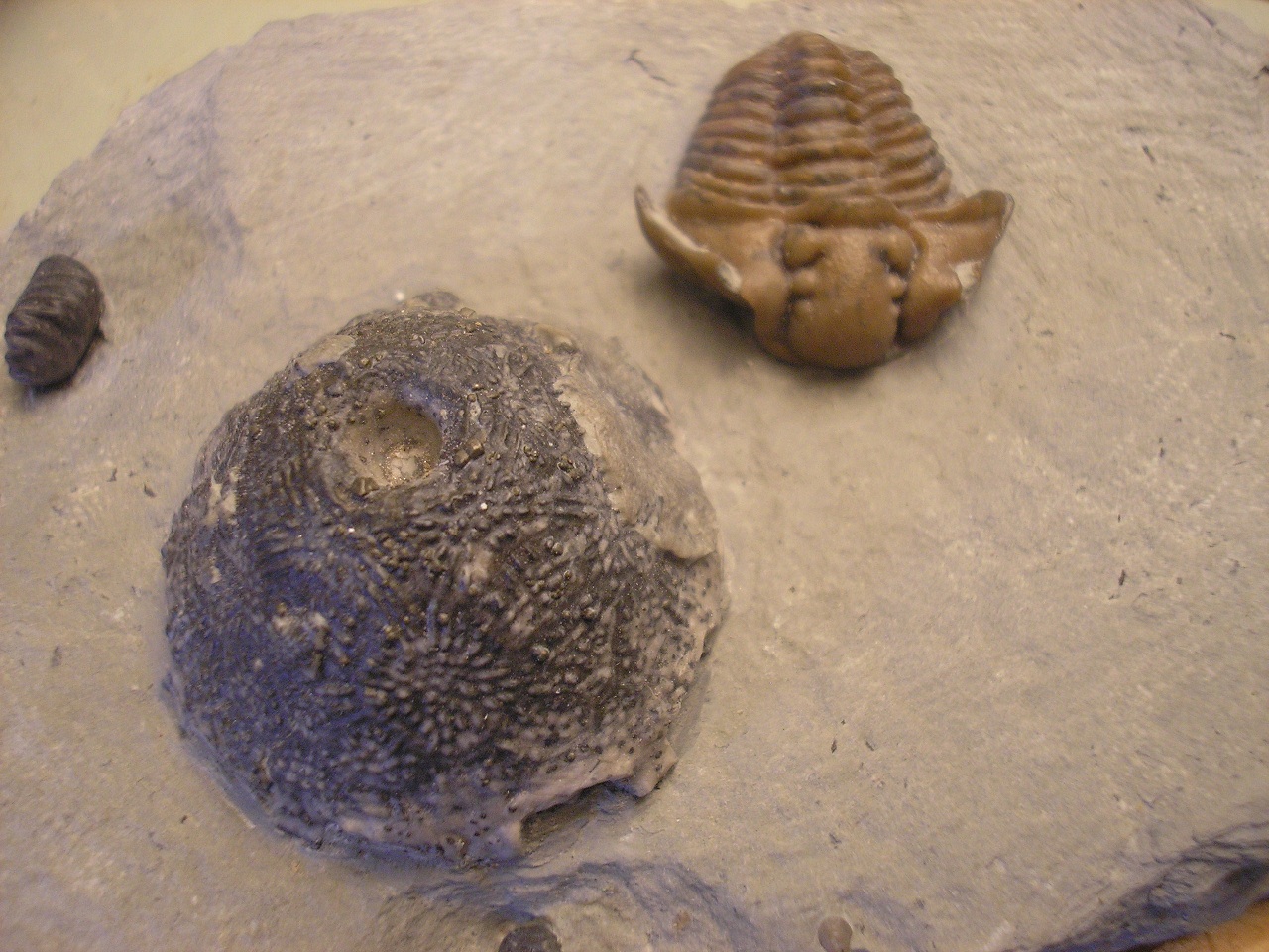 Hunting For Fossils In Denver, Co - General Fossil Discussion - The ...