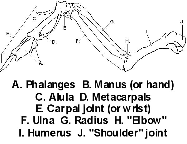 Mystery Of Disappearing Bird Digit Solved - Fossil News - The Fossil Forum