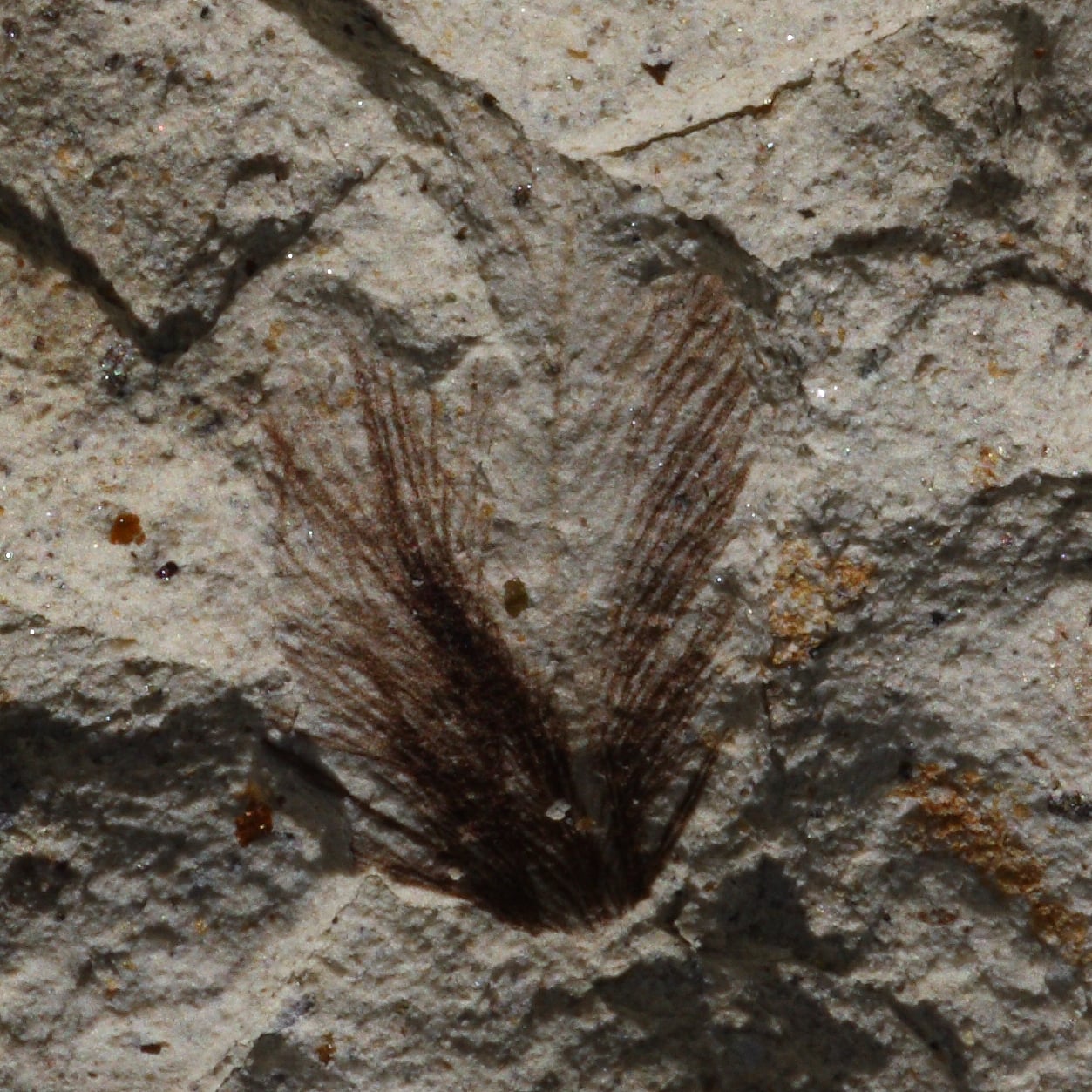 Fossil Feather From Creede, Colorado - Fossil ID - The Fossil Forum