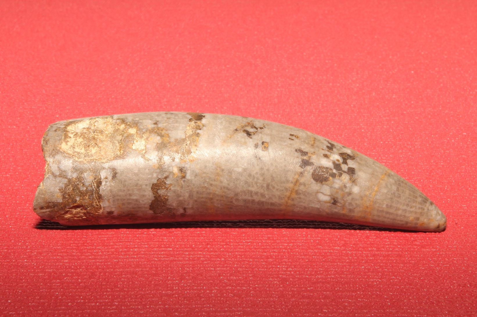 Fossil Dinosaur Teeth Or Horn Coral? - Fossil ID - The Fossil Forum