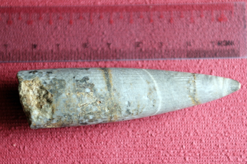 Fossil Dinosaur Teeth Or Horn Coral? - Fossil ID - The Fossil Forum