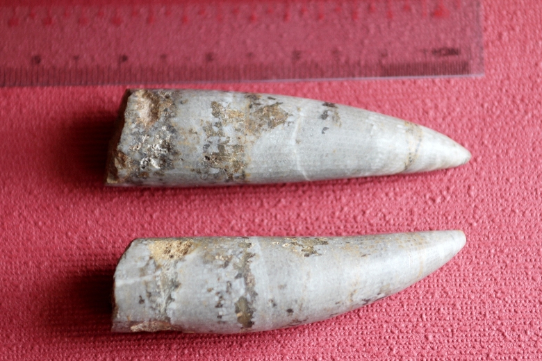 Fossil Dinosaur Teeth Or Horn Coral? - Fossil ID - The Fossil Forum