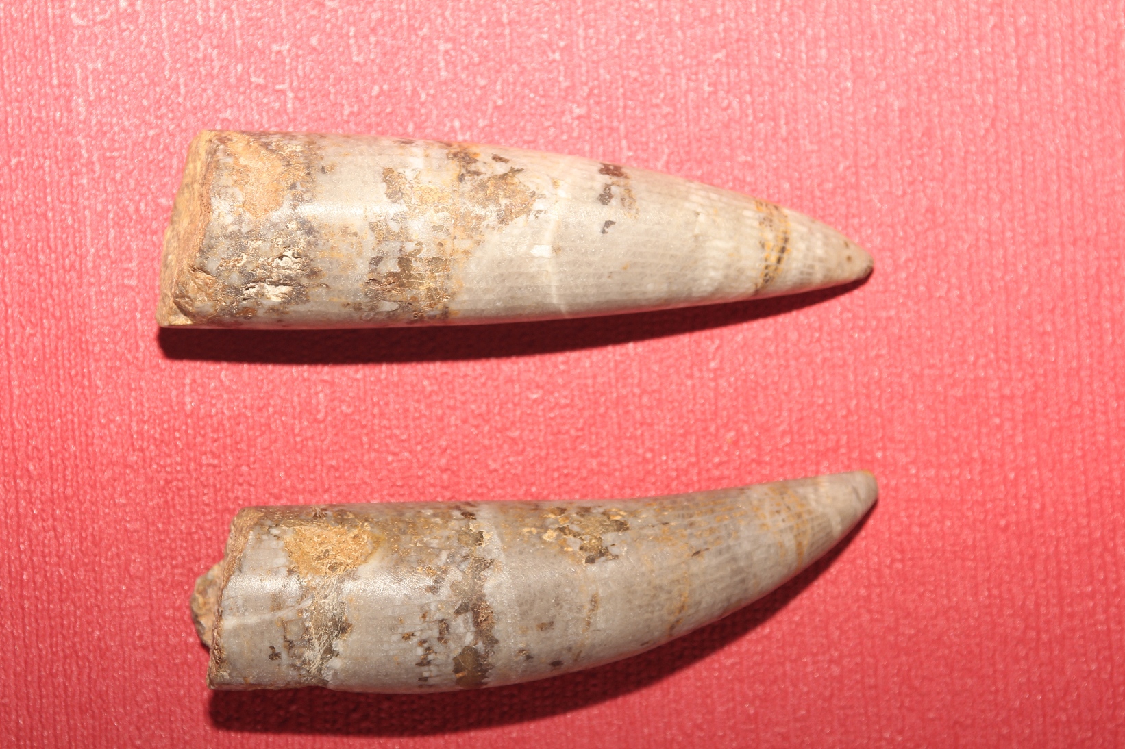 Fossil Dinosaur Teeth Or Horn Coral? - Fossil ID - The Fossil Forum