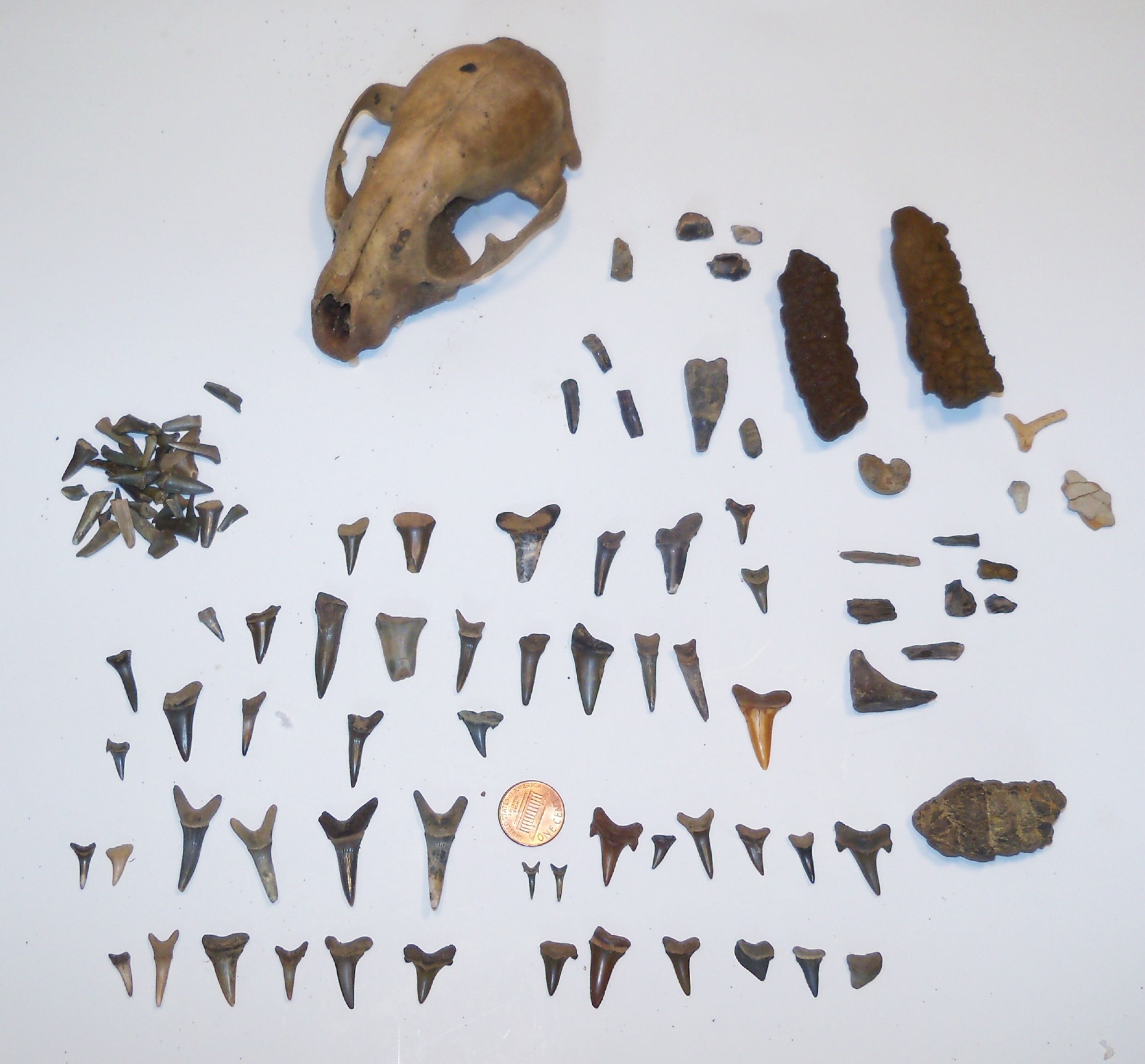 Lord Piney, The Devil, And My First Trip To Ram - Fossil Hunting Trips ...