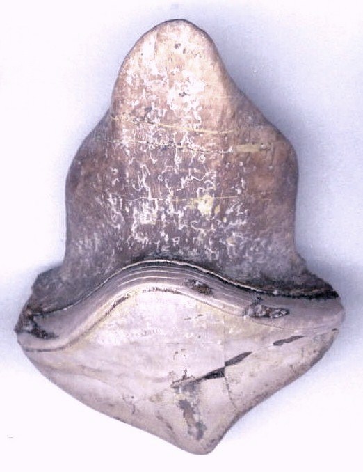 Paleo Shark Teeth - Petalodus And Orodus? - Fossil ID - The Fossil Forum