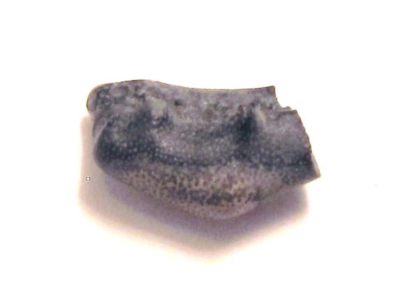 Paleo Shark Teeth - Petalodus And Orodus? - Fossil ID - The Fossil Forum