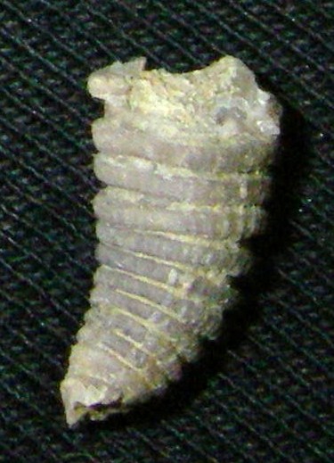 Cystoid Id - Oklahomacystis Tribrachiatus? - Fossil ID - The Fossil Forum