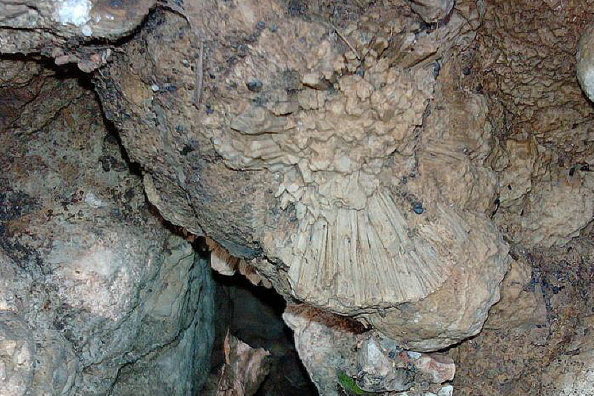 Concentric Circles Plus Miscellaneous - Fossil ID - The Fossil Forum