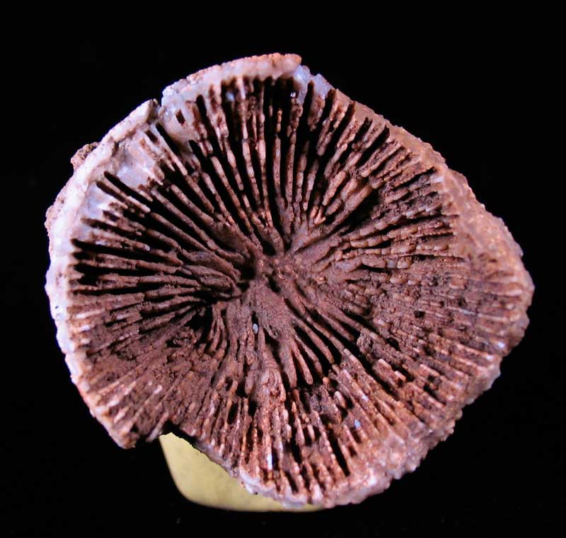 Fossil Dinosaur Teeth Or Horn Coral? - Fossil ID - The Fossil Forum