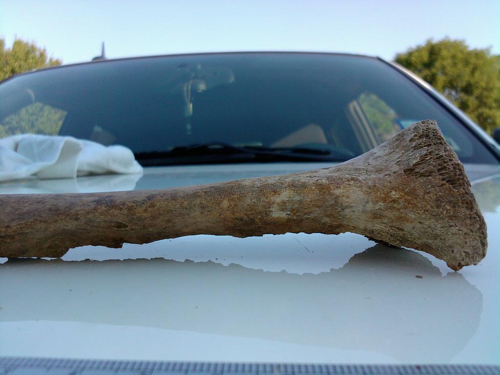 Another Partial Bone ! - Fossil ID - The Fossil Forum