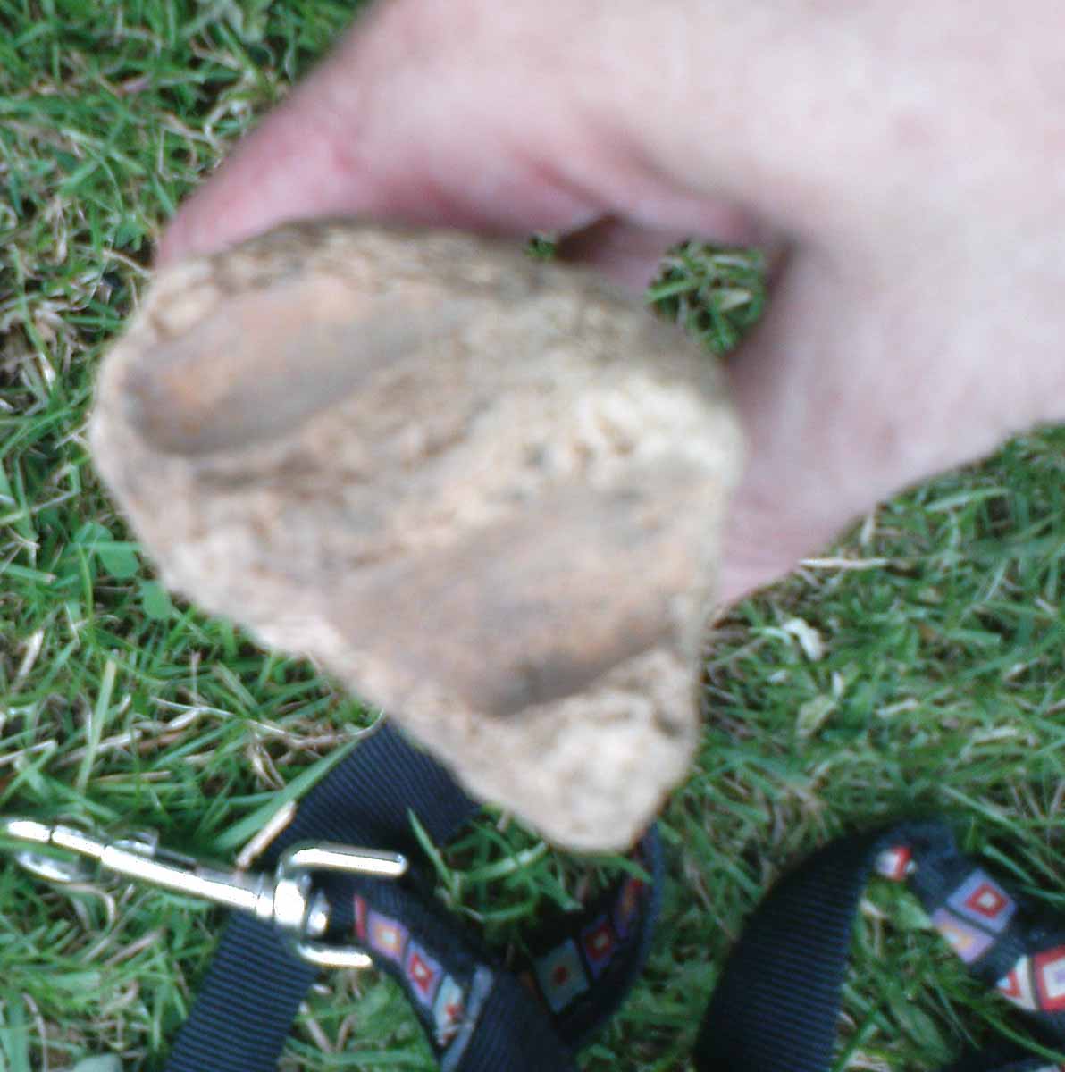 Leg Bone - Fossil ID - The Fossil Forum