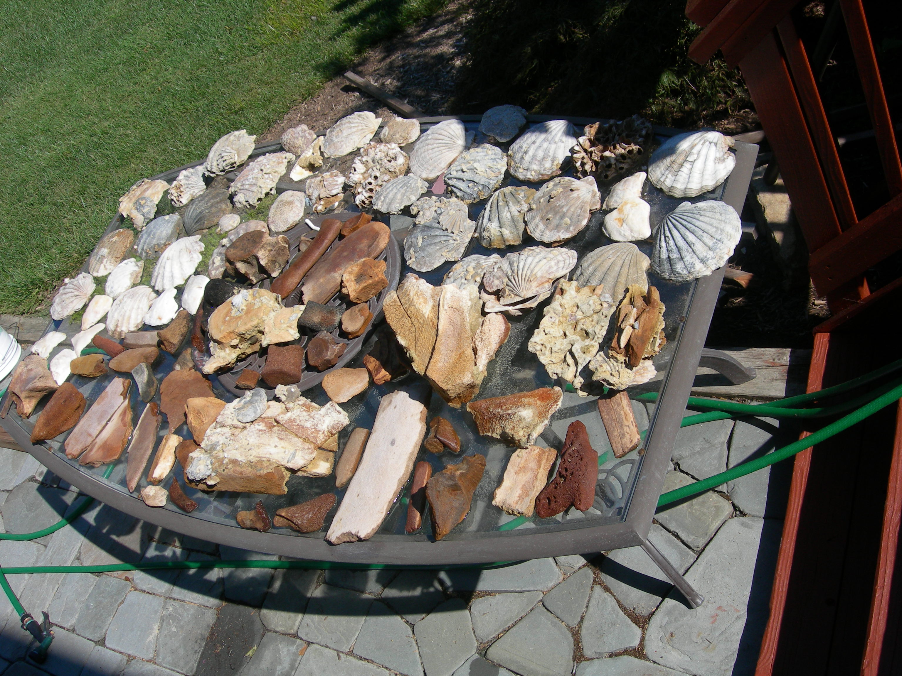 Tidewater Va Hunt - Fossil Hunting Trips - The Fossil Forum