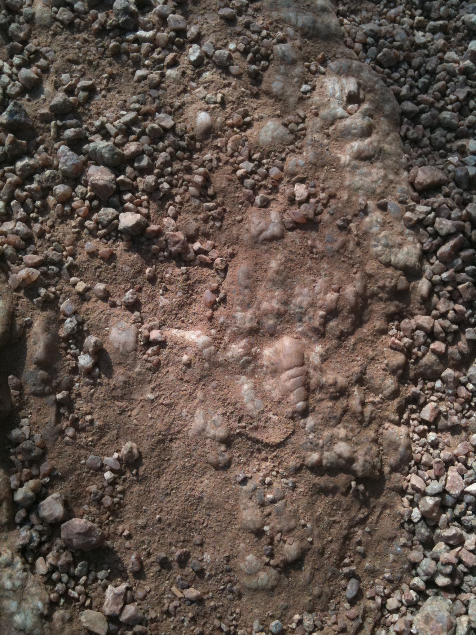 Arizona Shell On Camelback Mountain - Fossil Hunting Trips - The Fossil ...