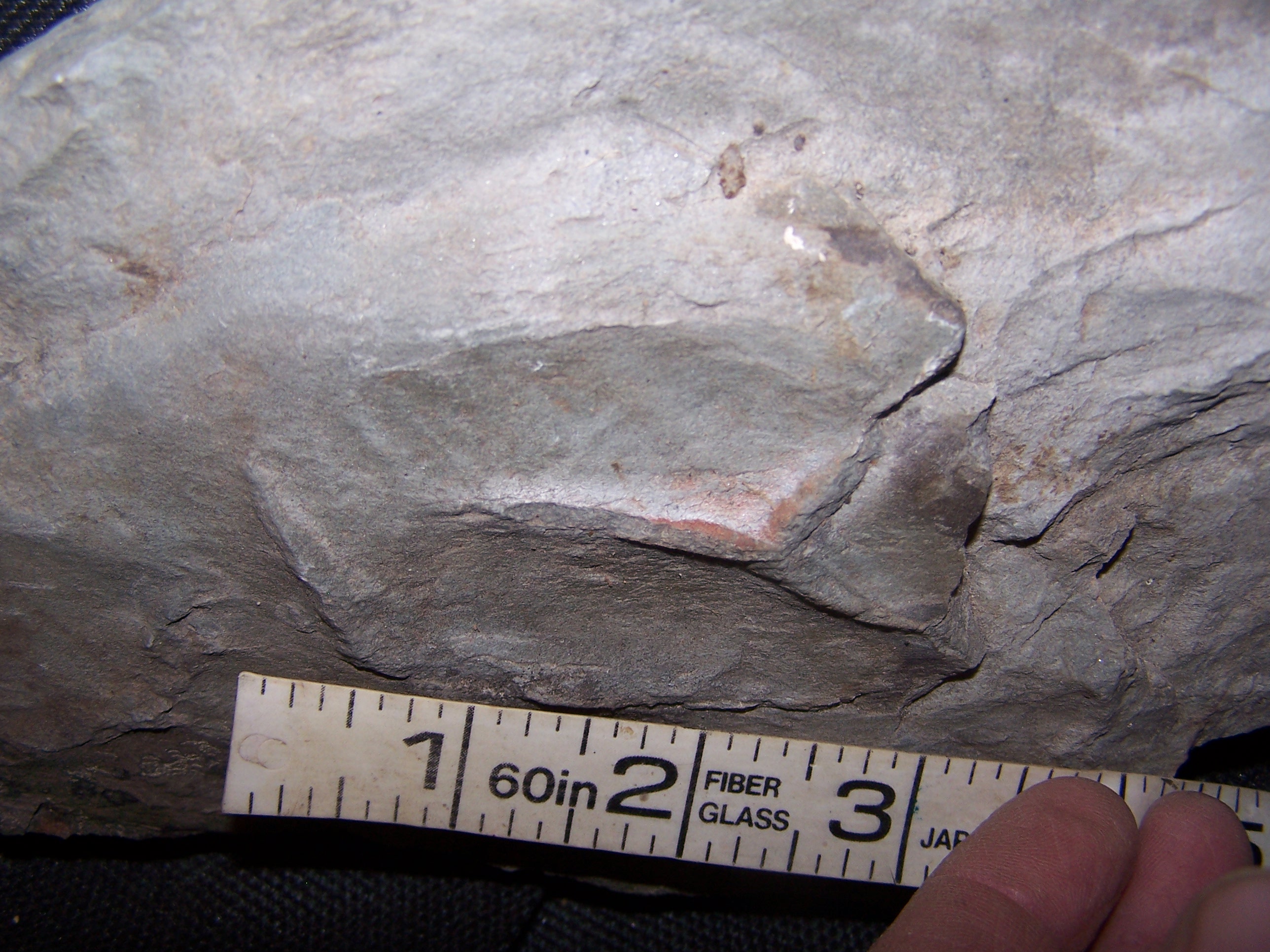 Please Help Id - Fossil ID - The Fossil Forum