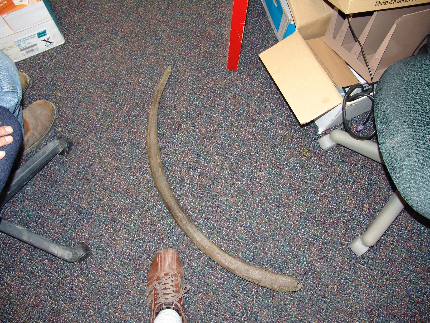 Potentially 30,000 Year Old Mastadon Rib Bow - Fossil ID - The Fossil Forum