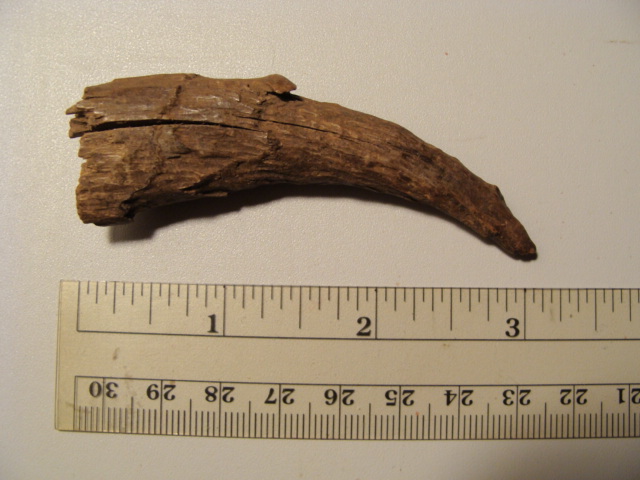 Id Mammal, Claw ? - Fossil ID - The Fossil Forum