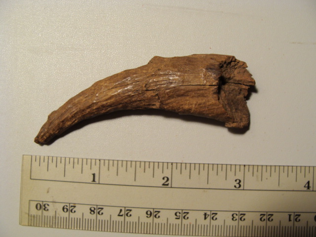 Id Mammal, Claw ? - Fossil ID - The Fossil Forum