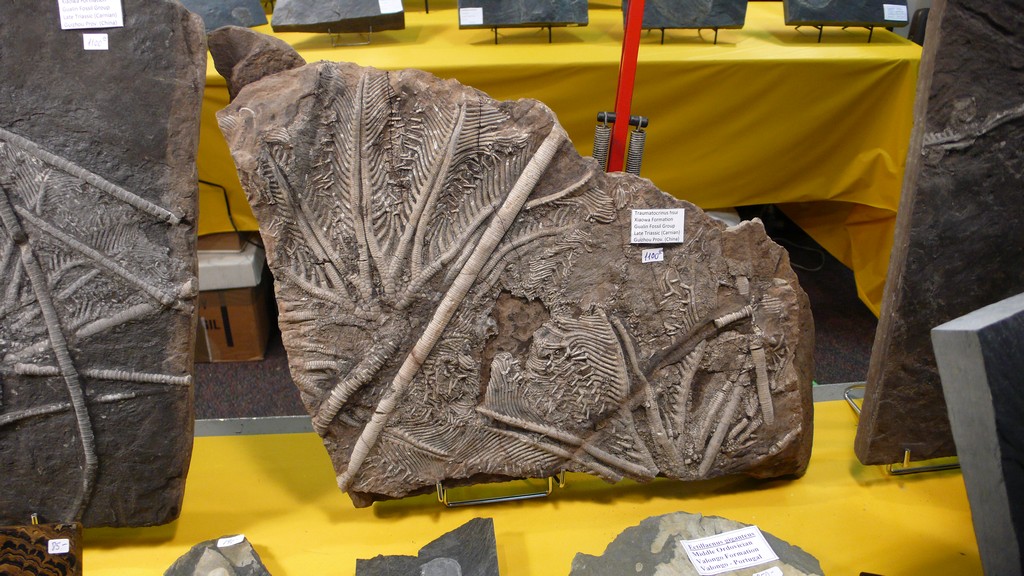 Denver Show Sept 14,15,16 - General Fossil Discussion - The Fossil Forum