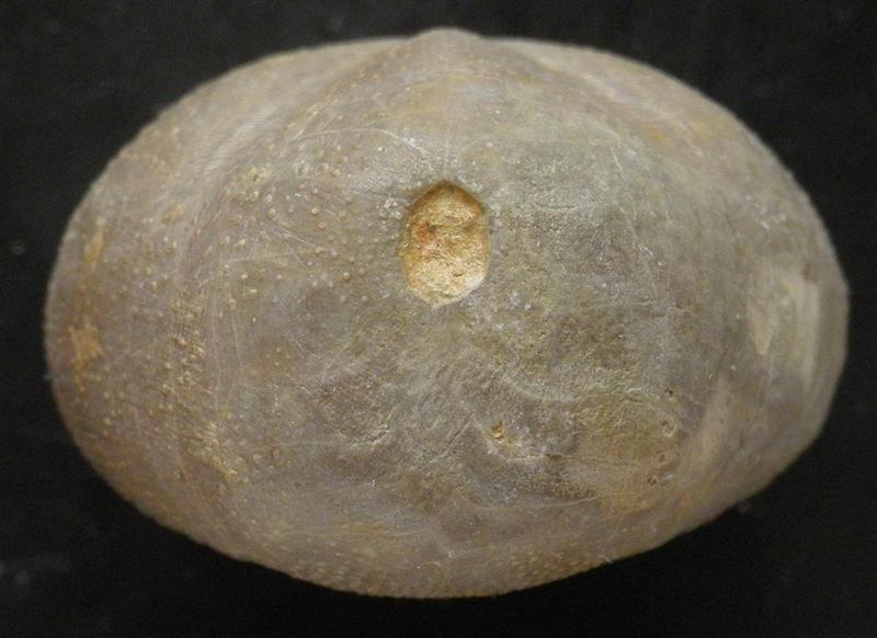 Help With This Echinoid From Tx. - Fossil ID - The Fossil Forum