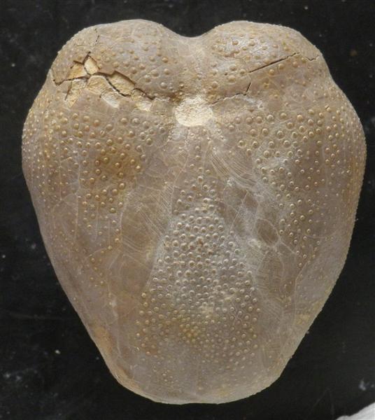 Help With This Echinoid From Tx. - Fossil ID - The Fossil Forum