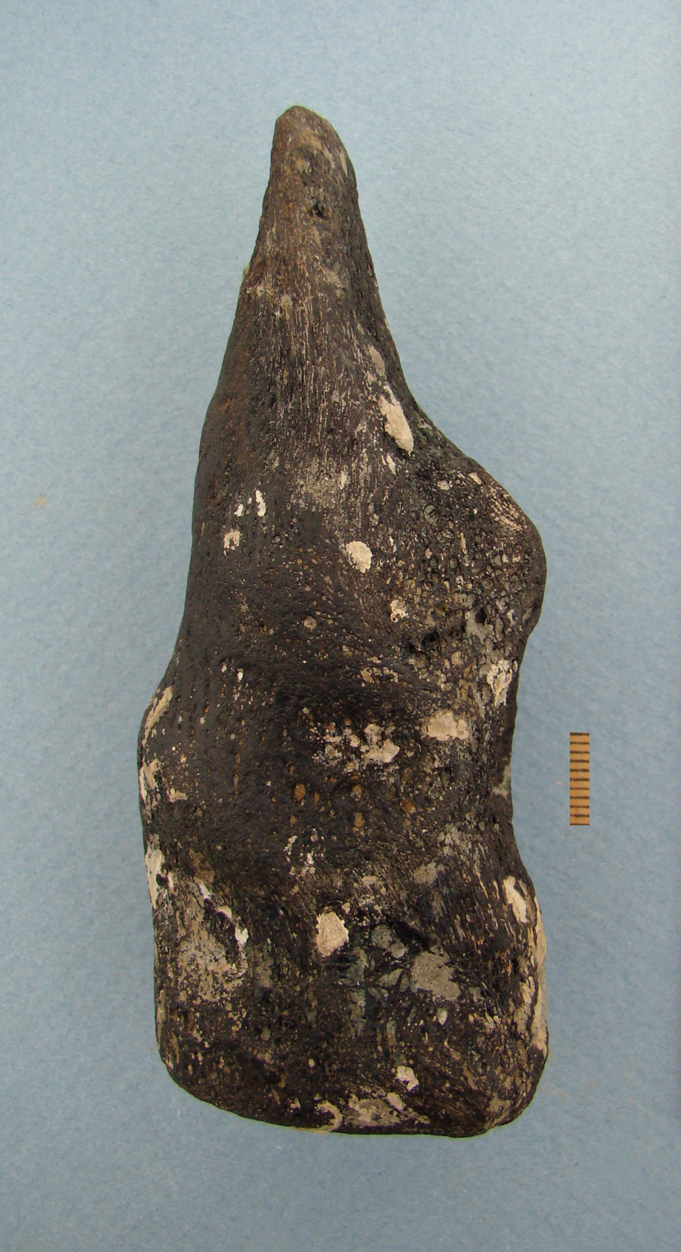 Mystery Bone - Fossil ID - The Fossil Forum