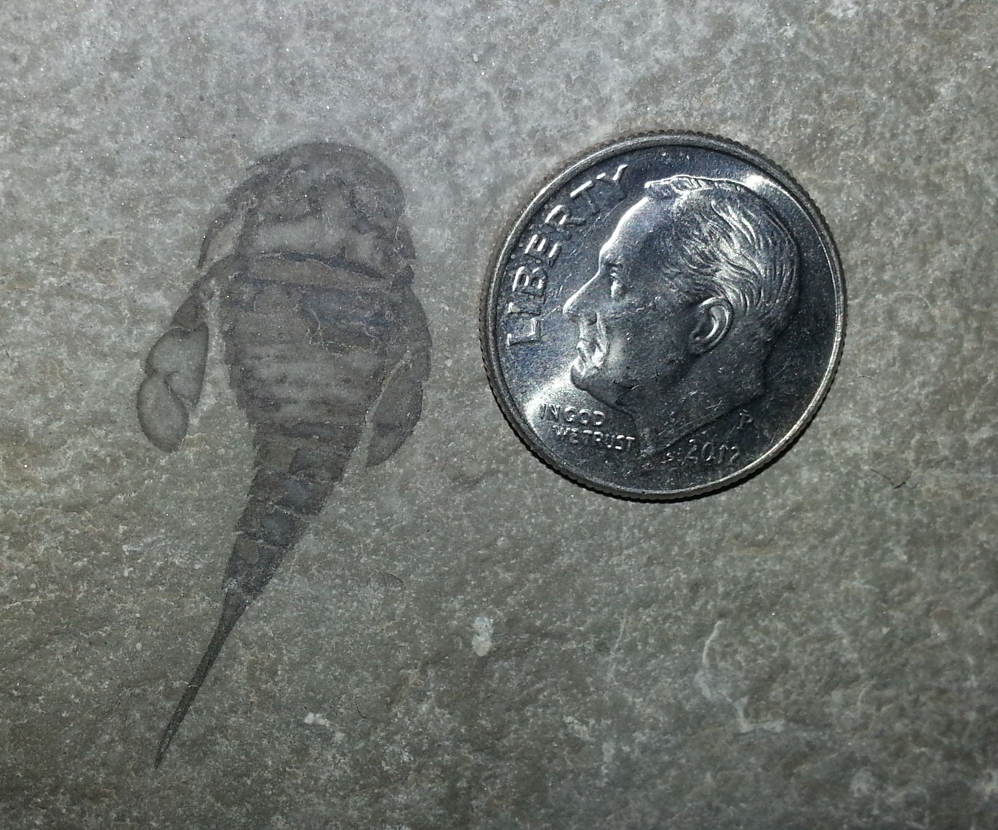 Just Another Day At The Eurypterid Quarry. - Fossil Hunting Trips - The ...