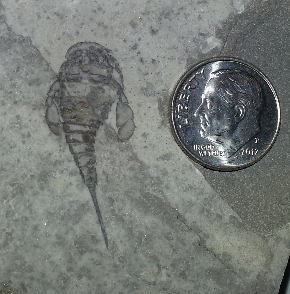 Just Another Day At The Eurypterid Quarry. - Fossil Hunting Trips - The ...