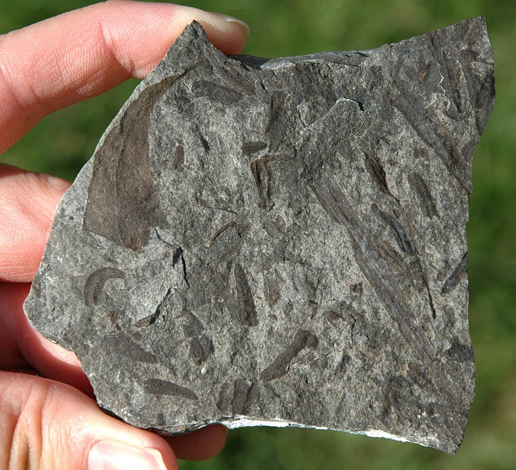 Pennsylvanian Ferns From Missouri & Kansas - Fossil ID - The Fossil Forum