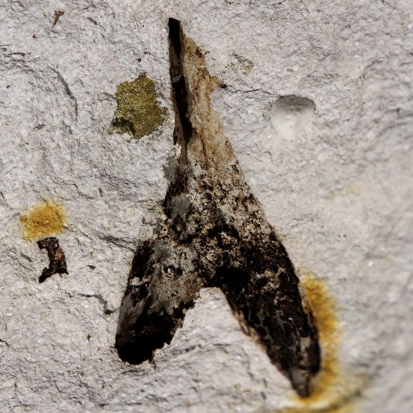 So Common - But Still Unique - General Fossil Discussion - The Fossil Forum