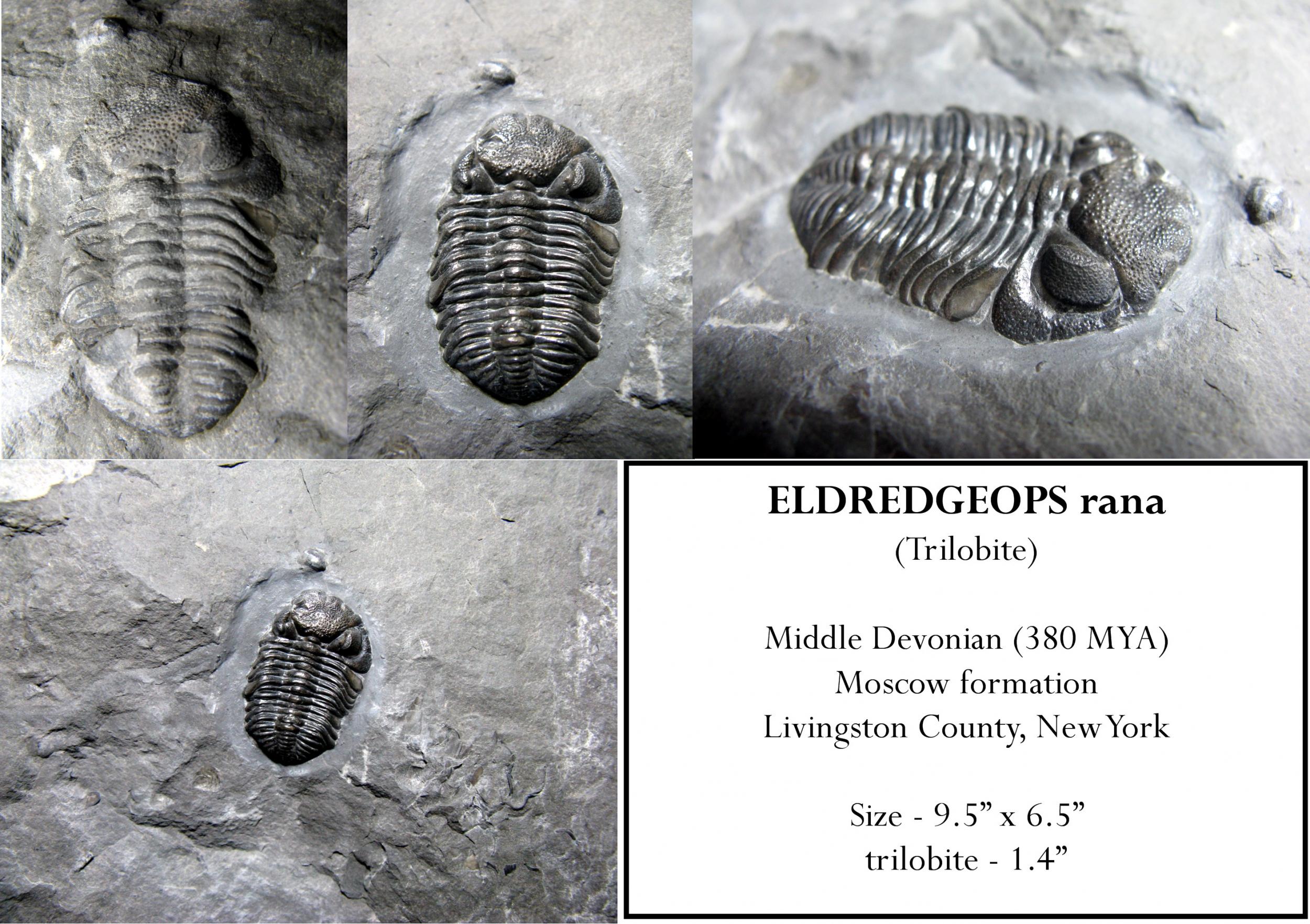 Make Sure You Go Through Your Scraps Of Shale - General Fossil ...