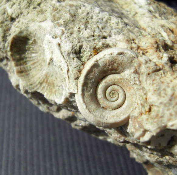 Lower Carboniferous Quarry - Fossil Hunting Trips - The Fossil Forum