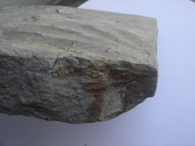 As Usual, Whats These? - Fossil ID - The Fossil Forum