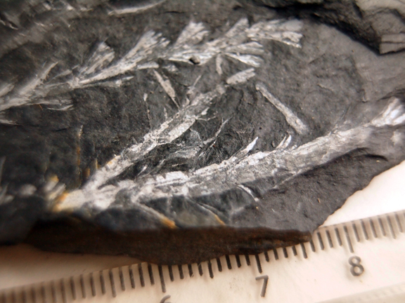 Lepidodendron? - Fossil ID - The Fossil Forum