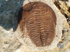 Segmented Worm? - Fossil ID - The Fossil Forum