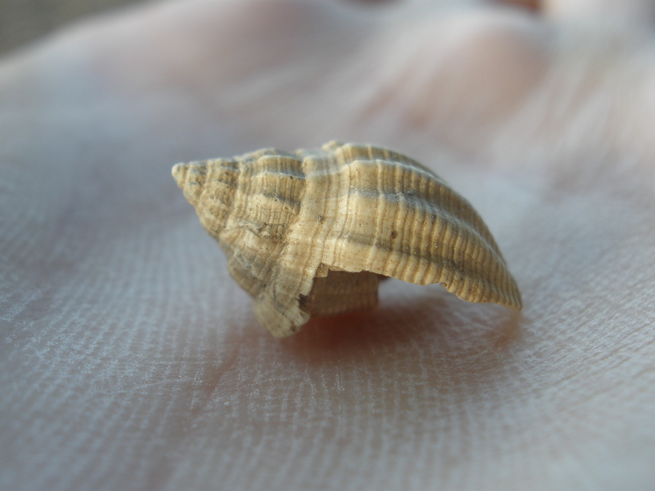 Galeodes Semseyana - Fossil ID - The Fossil Forum