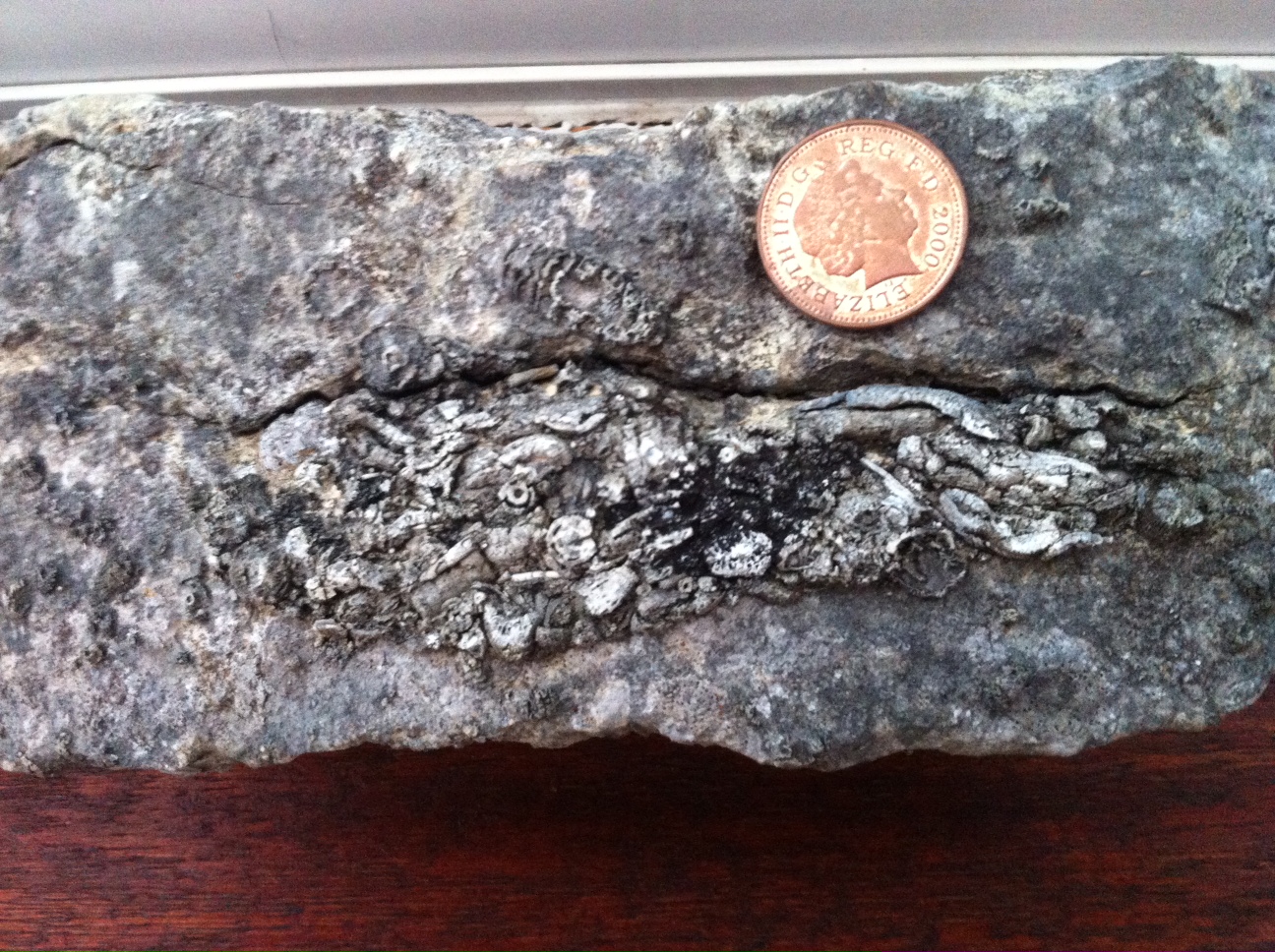 Llangollen, Wales Fossils - Fossil ID - The Fossil Forum