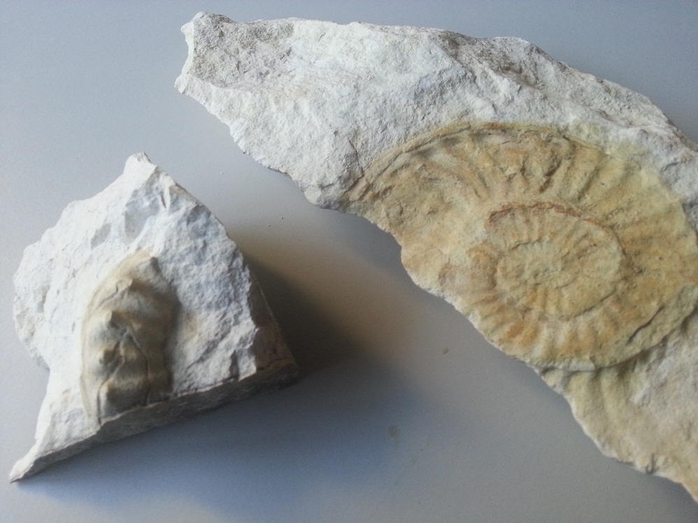 Limestone Mine Finds - Fossil ID - The Fossil Forum