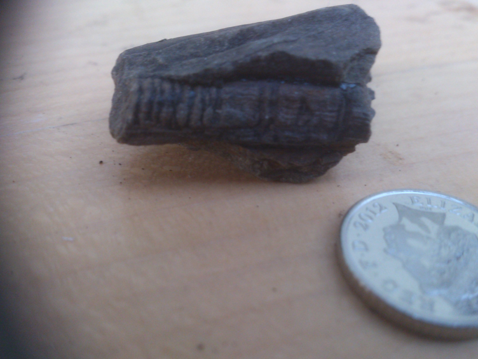 Seed ? - Fossil ID - The Fossil Forum