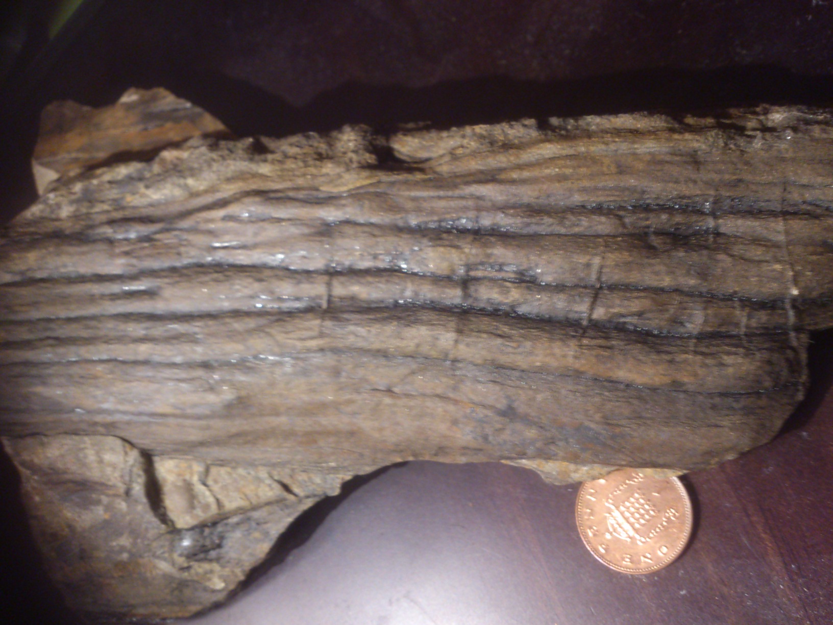 Plant? Bark? - Fossil ID - The Fossil Forum