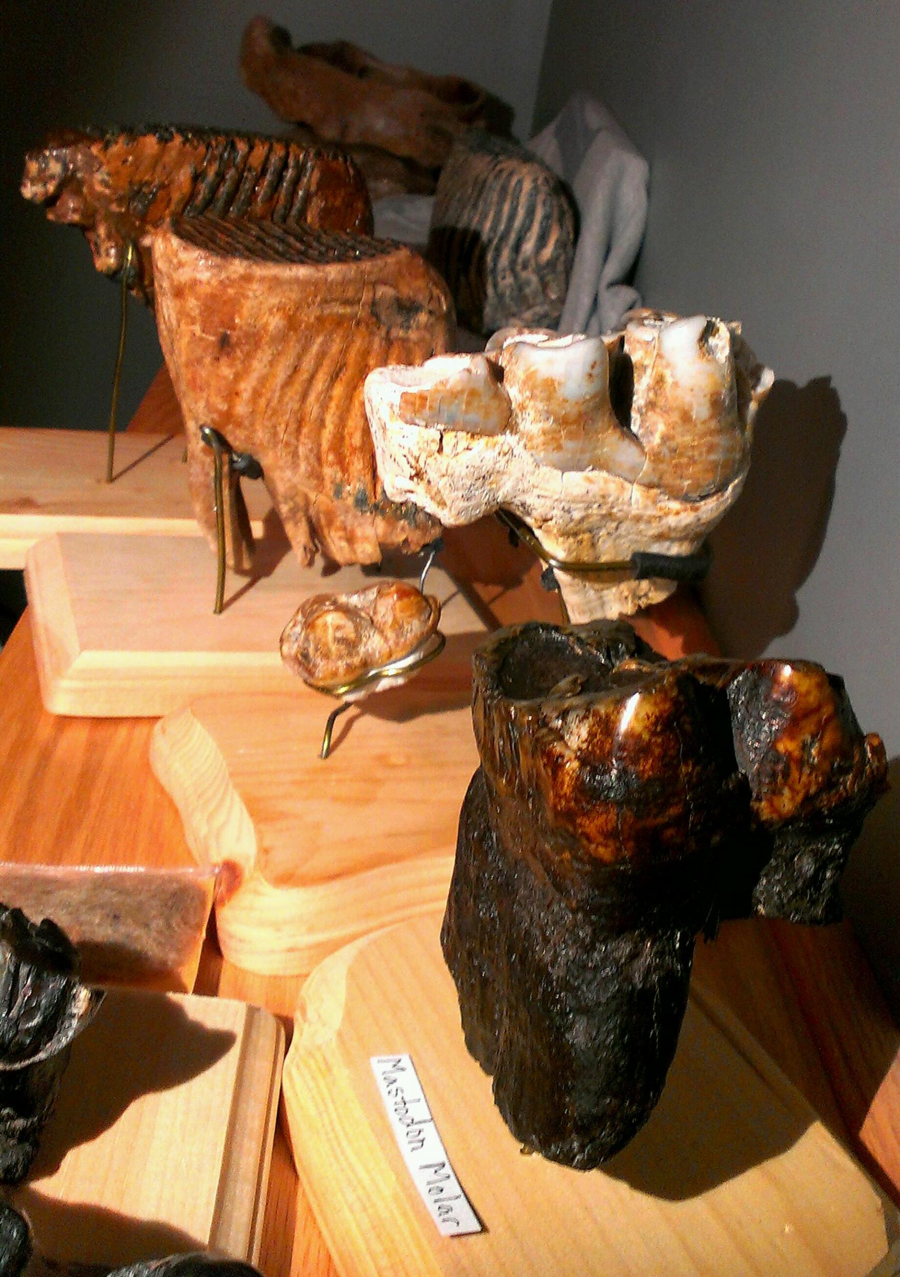 Custom Stand For Hadrosaur Toe Bone - Member Collections - The Fossil Forum