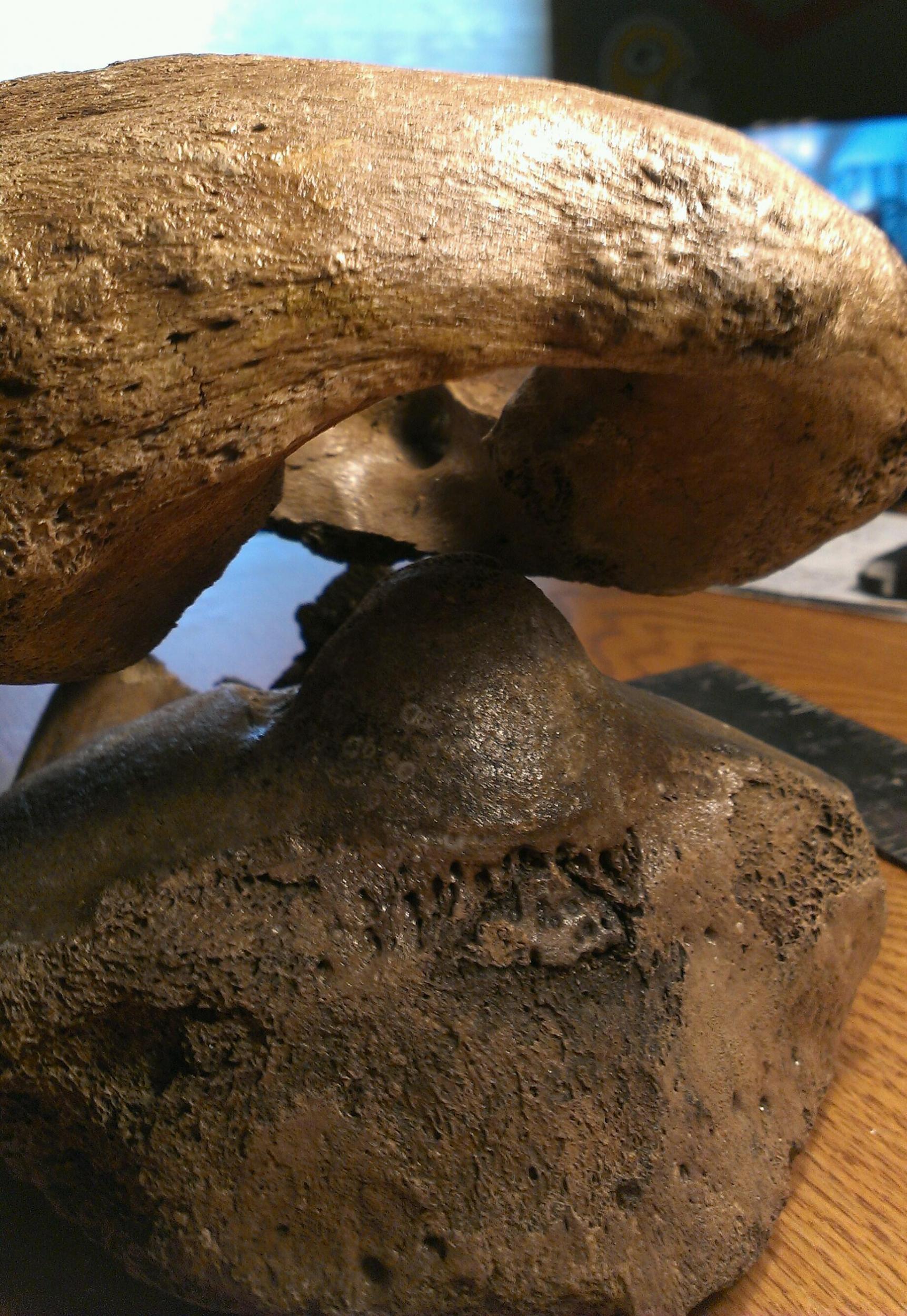 Associated Woolly Mammoth Axis And Atlas Vertebrae - Member Collections ...
