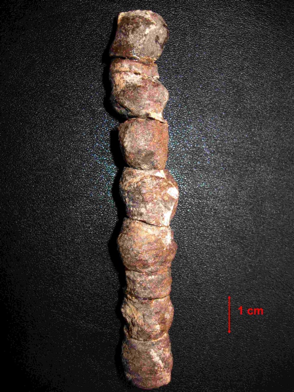 Triassic Trace Fossils In The Arctic - Svalbard - Fossil ID - The ...