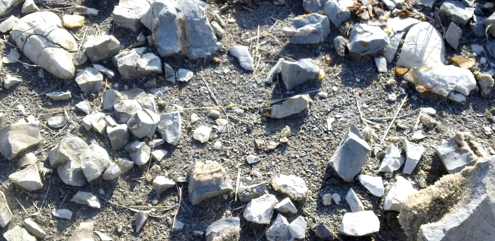 Potential New Site - Dallas Texas - Fossil ID - The Fossil Forum