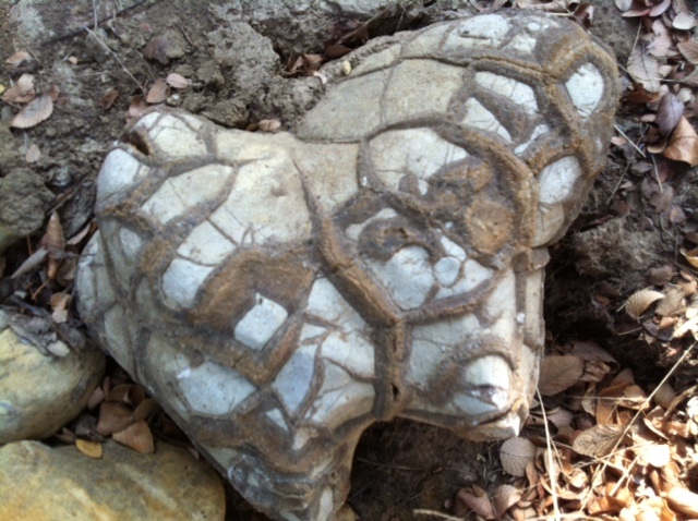 Real Or Man Made? - Questions & Answers - The Fossil Forum
