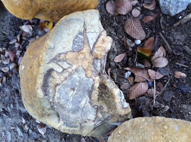 Real Or Man Made? - Questions & Answers - The Fossil Forum