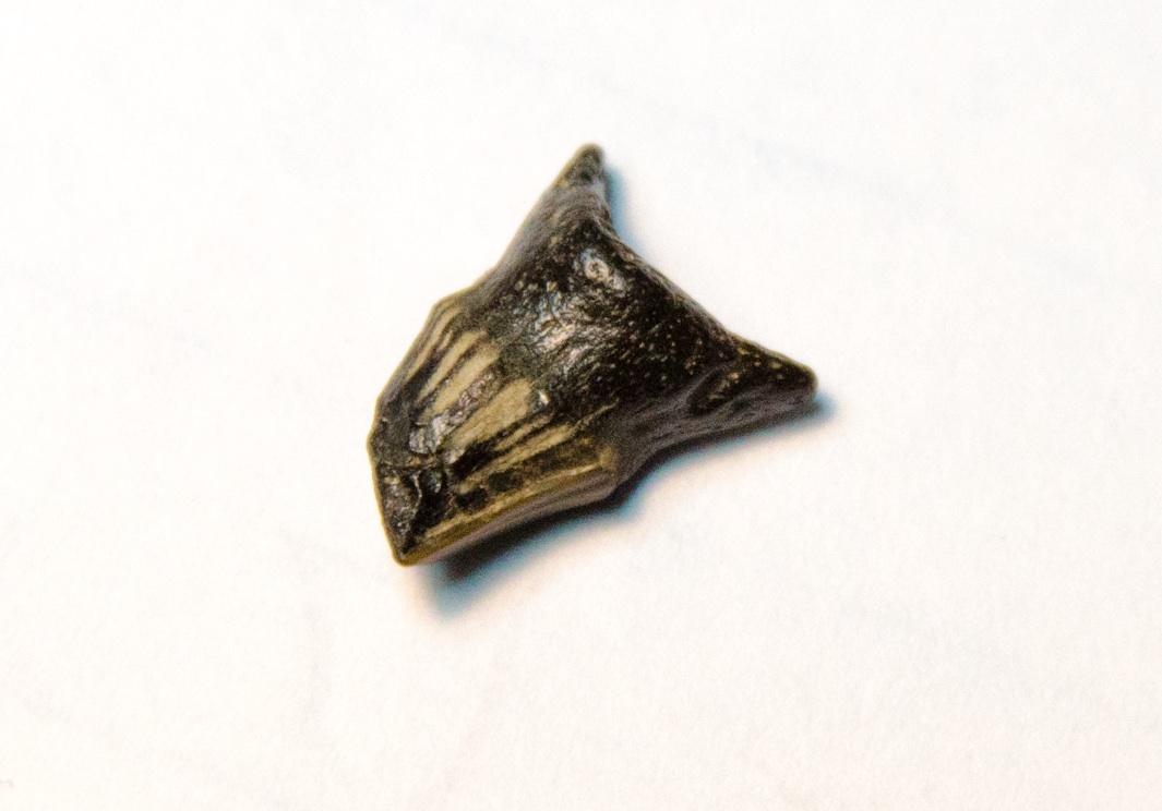 Curved Striated Tooth - Fossil ID - The Fossil Forum