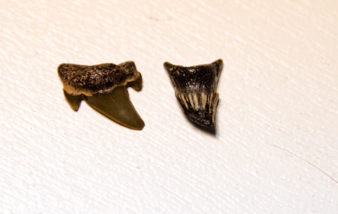 Curved Striated Tooth - Fossil ID - The Fossil Forum