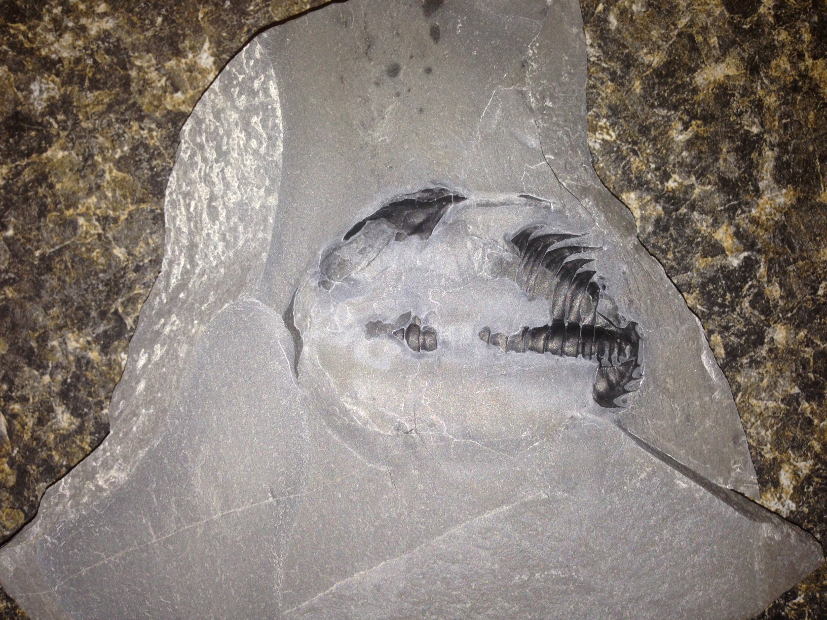 Let's See Your Fossils With Bite/predation Marks - Member Collections ...